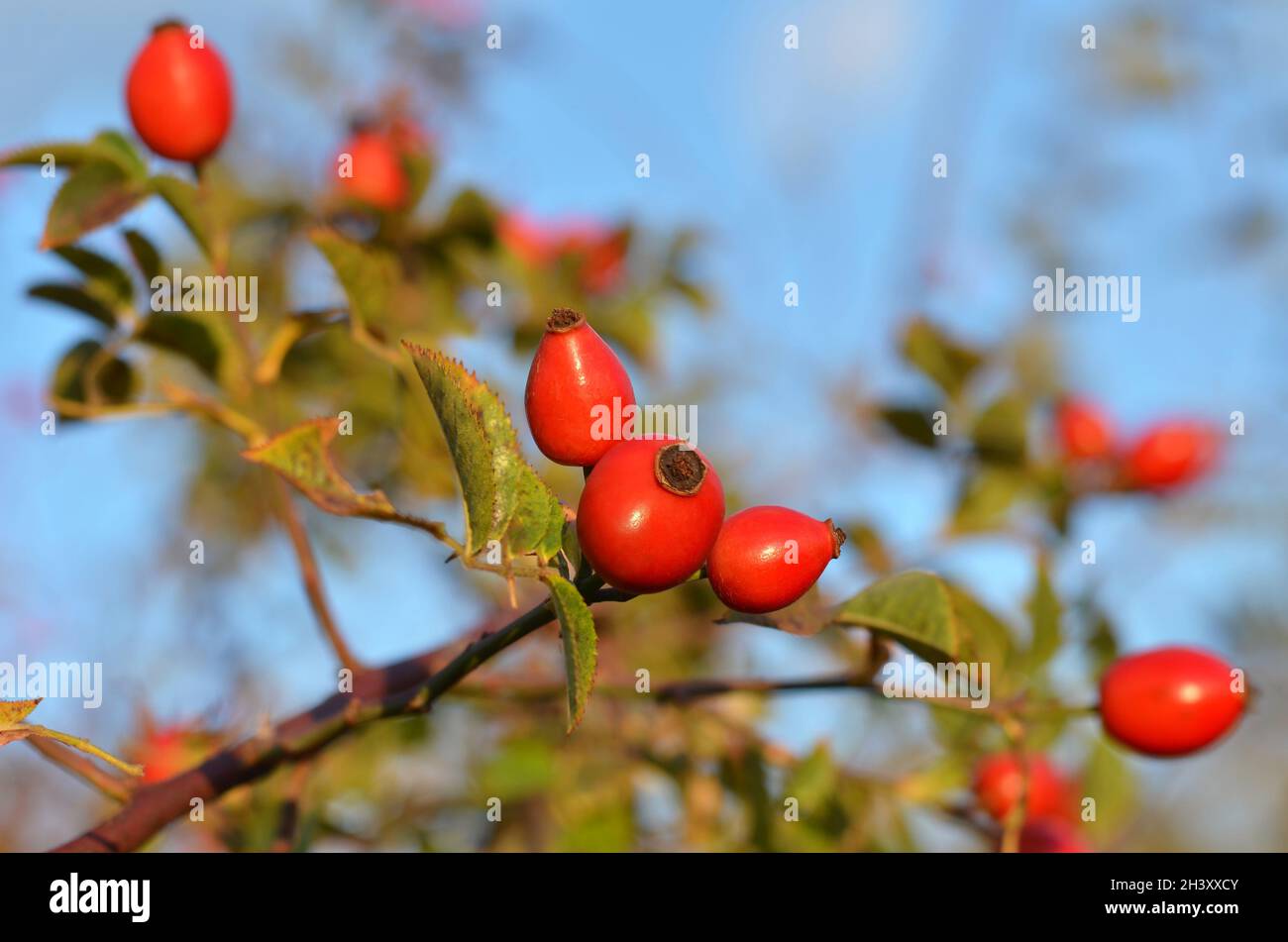 Red rosehip fruits on a bush against a blue sky background. Rosehip ...