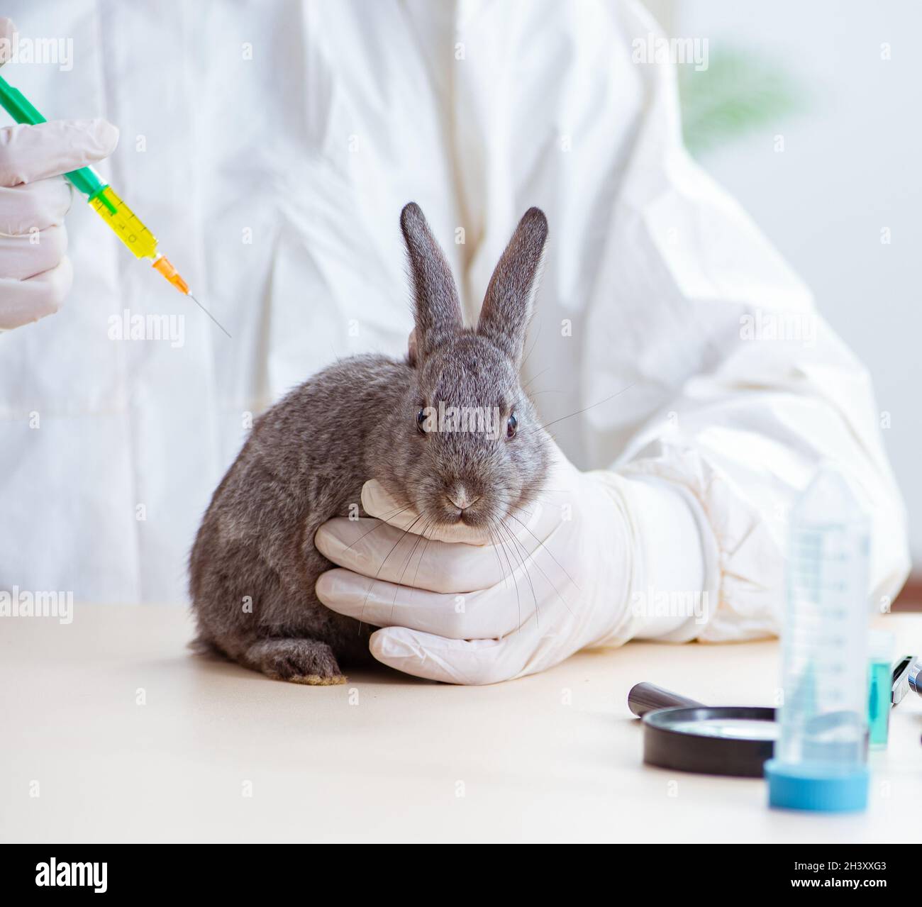 Vet doctor checking up rabbit in his clinic Stock Photo - Alamy