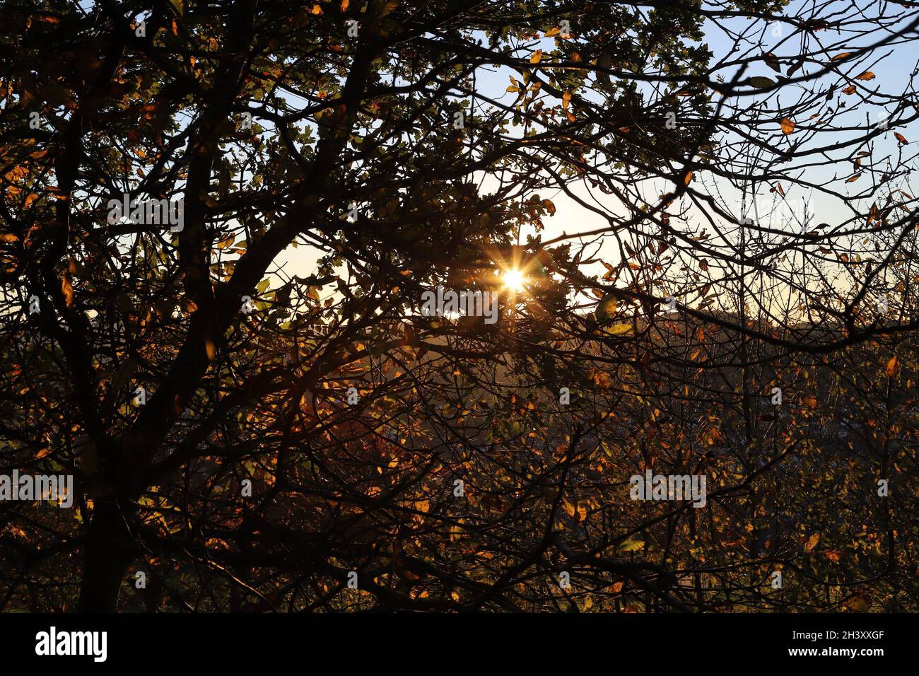 Shining sun behind branches hi-res stock photography and images - Alamy