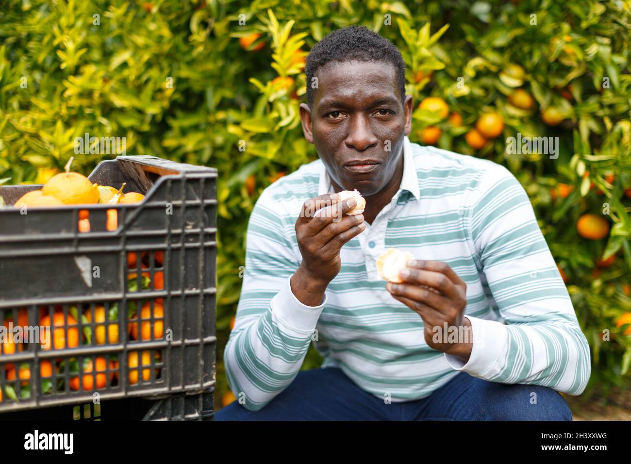 Portrait of African man on mandarins plantation Stock Photo - Alamy