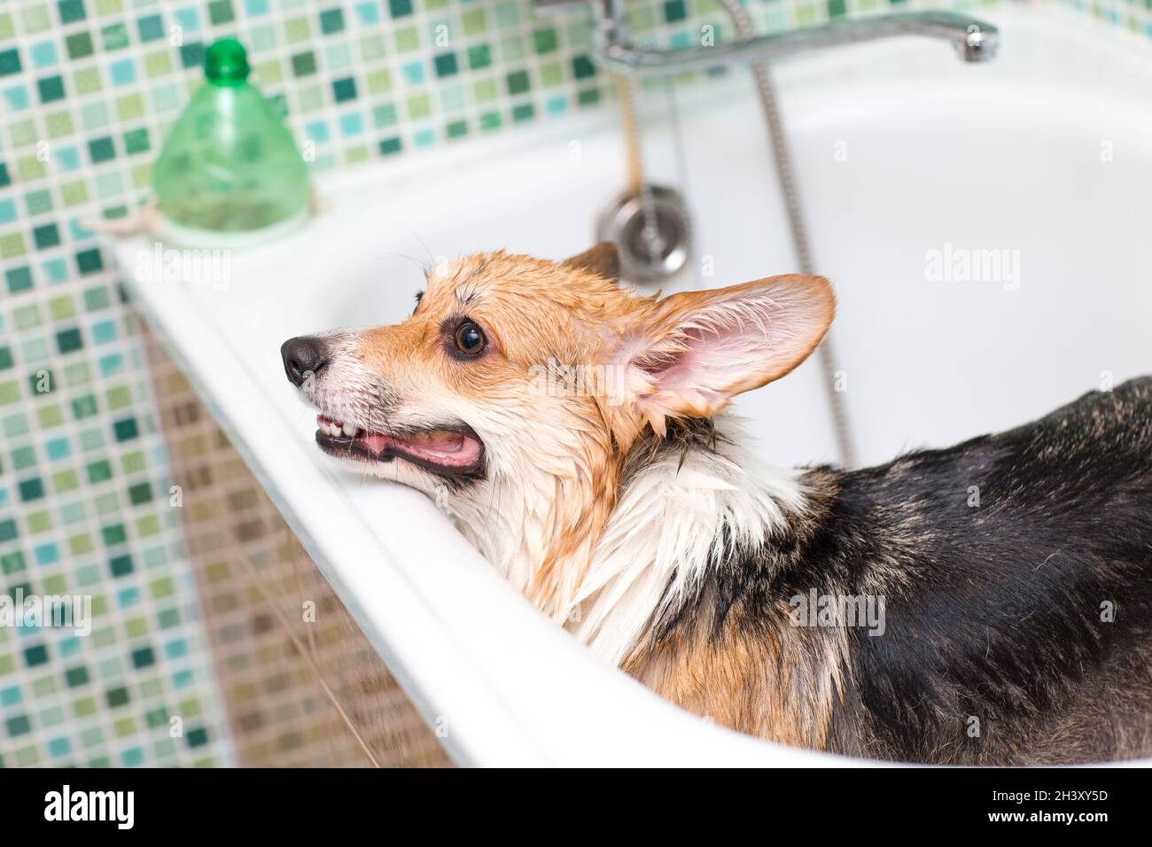 Corgi dog washes in the bathroom. Pet grooming Stock Photo - Alamy