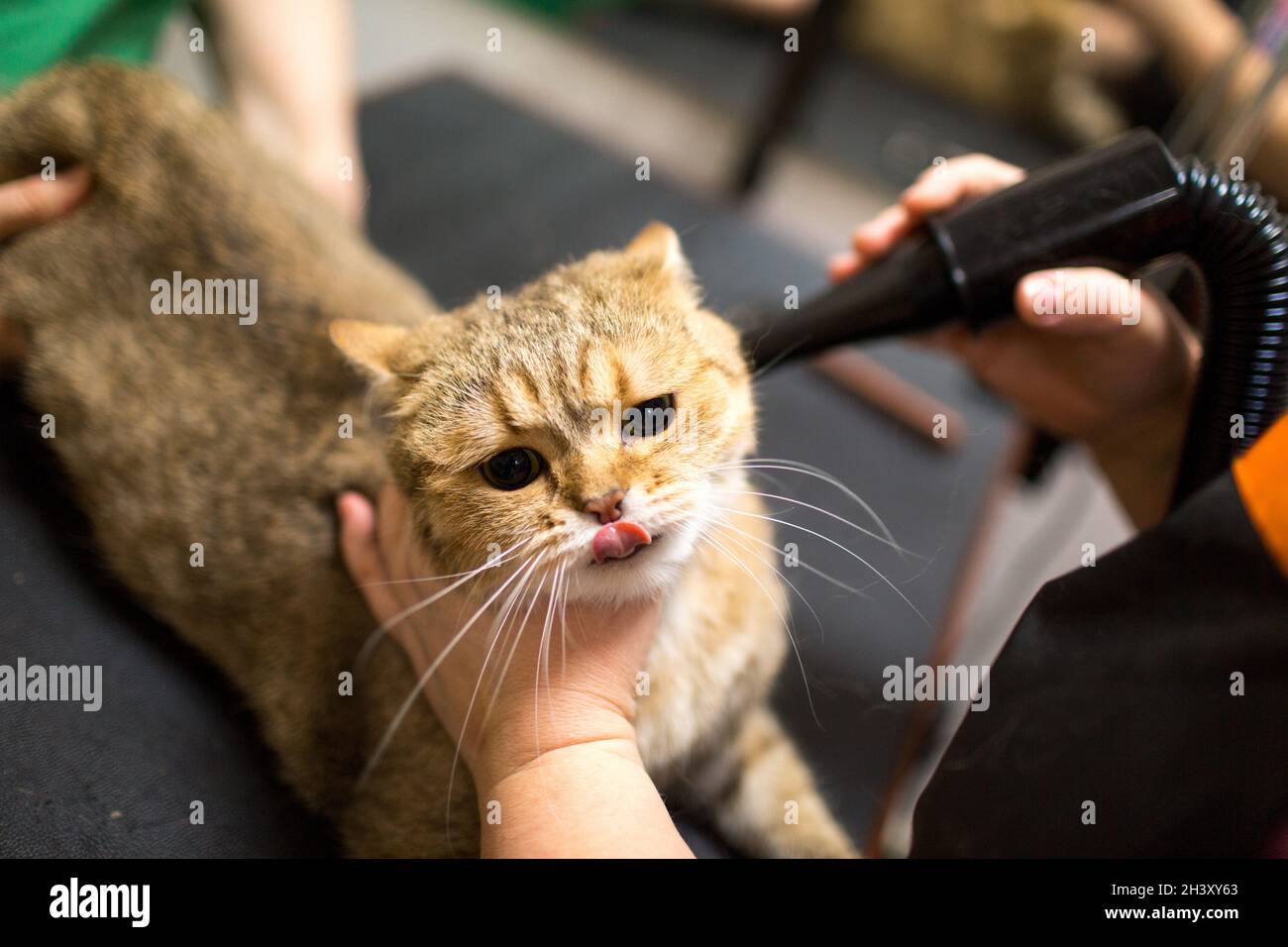 Salon kitty hi-res stock photography and images - Alamy