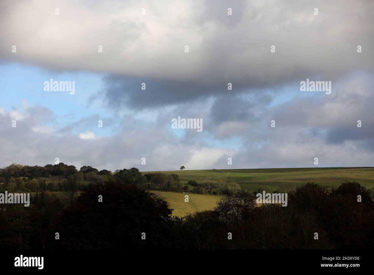 A lonely, solitary tree pictured in the distance surrounded by the ...