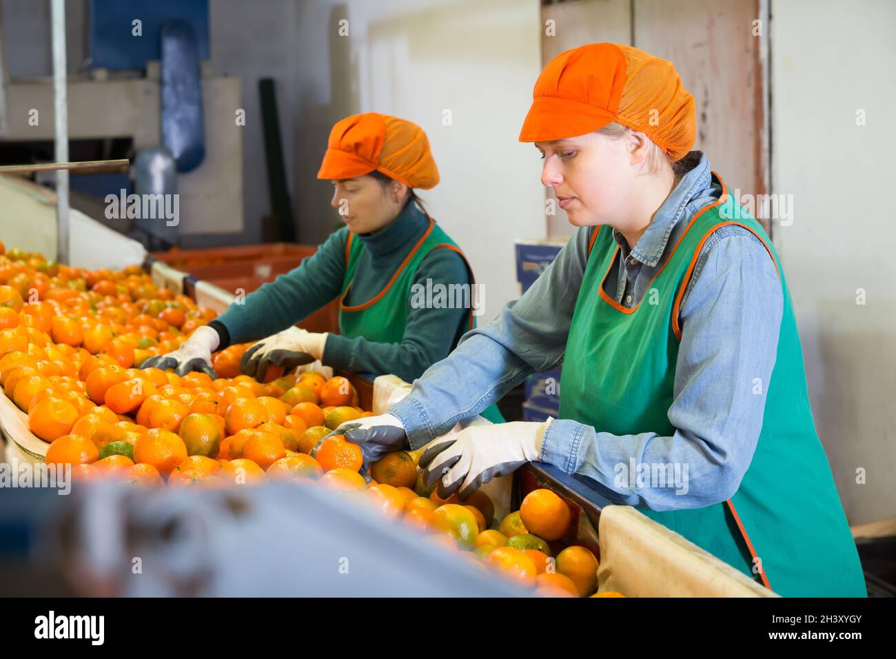 Two nice women working on citrus sorting line Stock Photo - Alamy