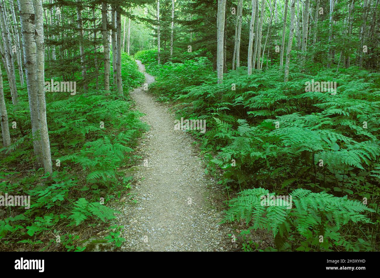 Superior National Forest in Minnesota Stock Photo - Alamy