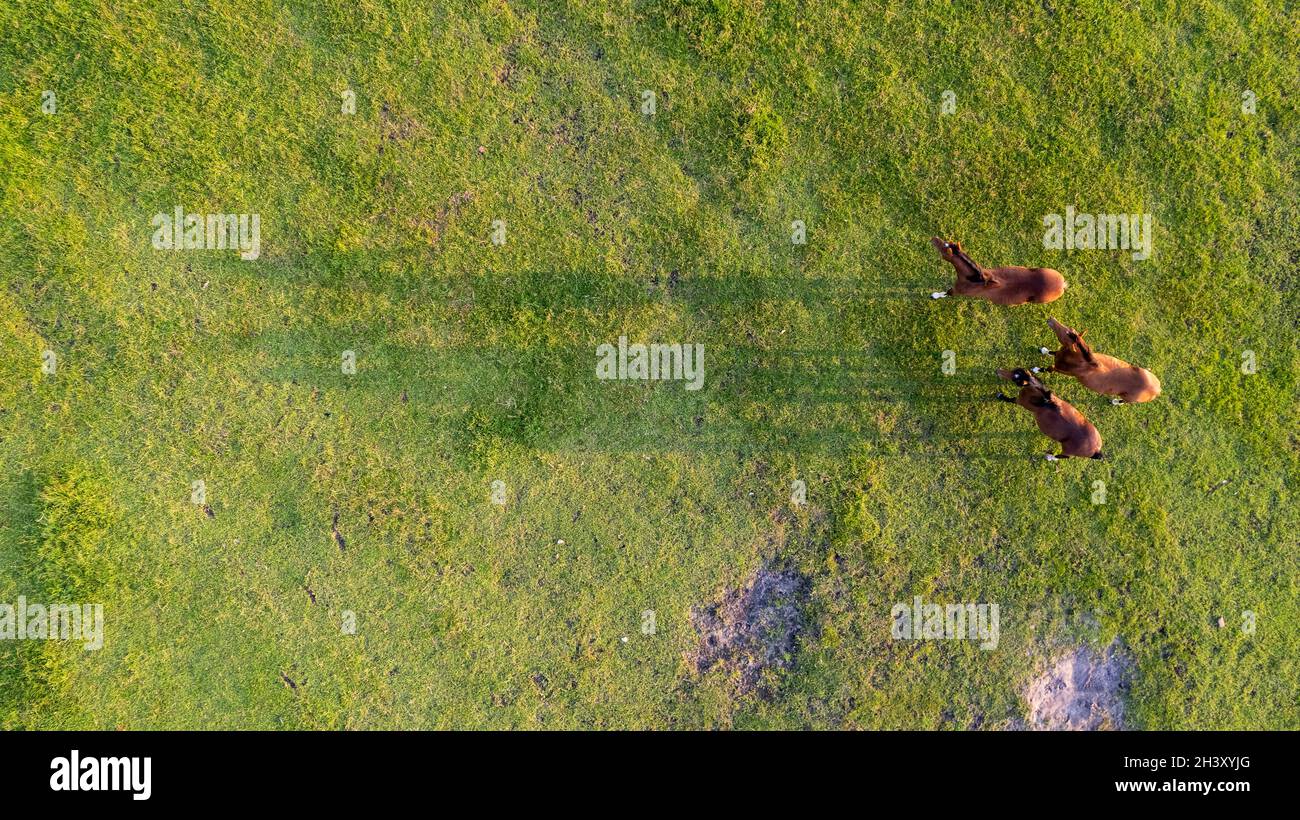 Aerial of horses hi-res stock photography and images - Alamy