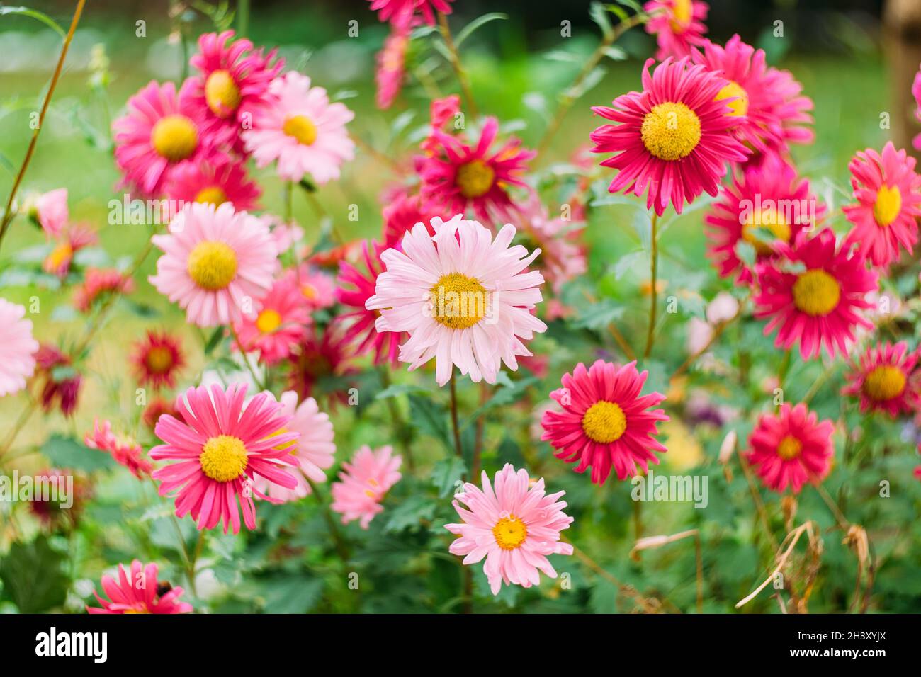 Fragrant bright yellow flowers hi-res stock photography and images - Alamy