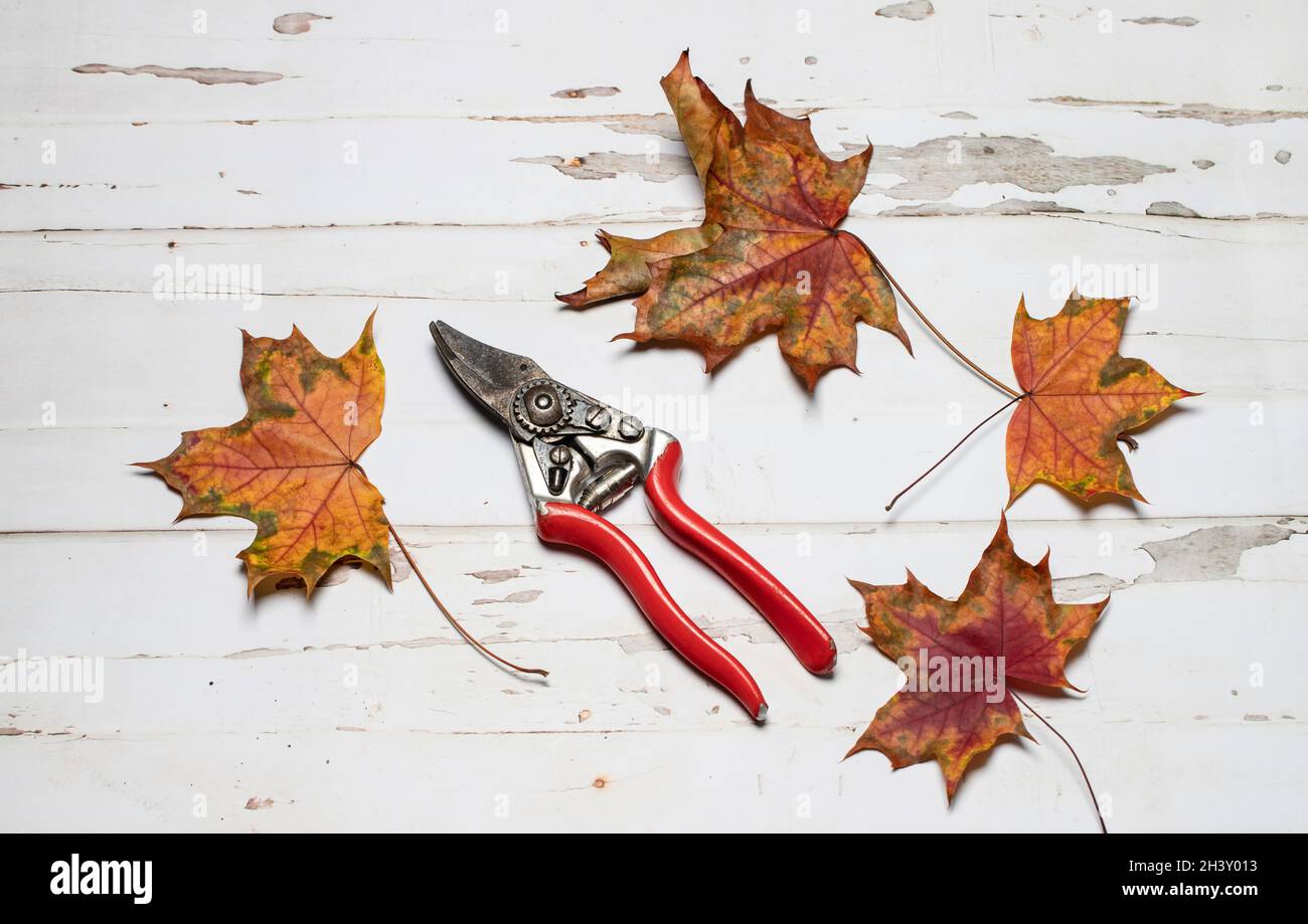 Autumn Fall Leaves with garden tools on a wooden garden bench suggest ...