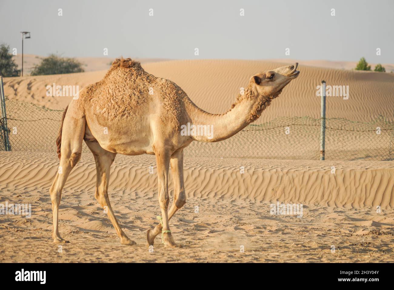 Arabian camel desert hi-res stock photography and images - Alamy