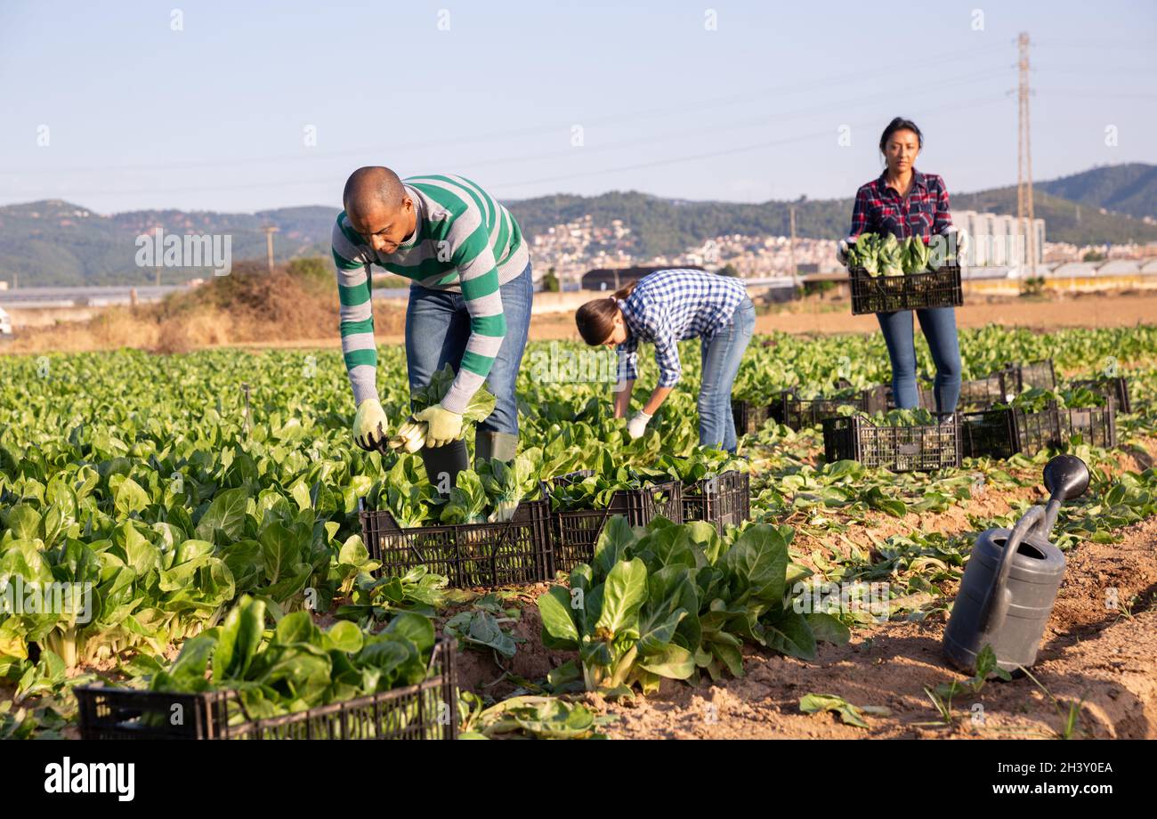Farm workers picking leafy hi-res stock photography and images - Alamy