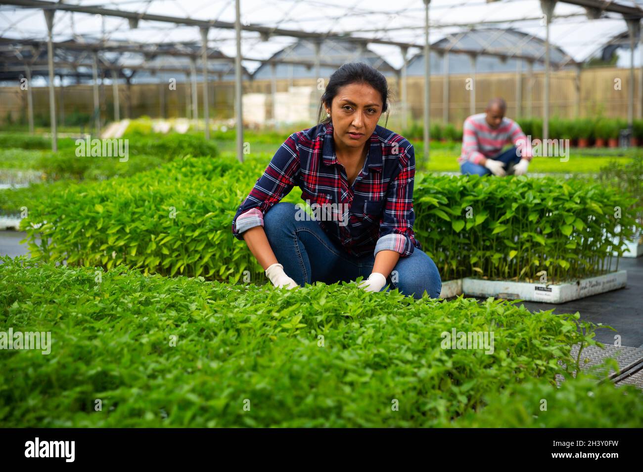 Female farmer at work checking tomato sprouts Stock Photo - Alamy