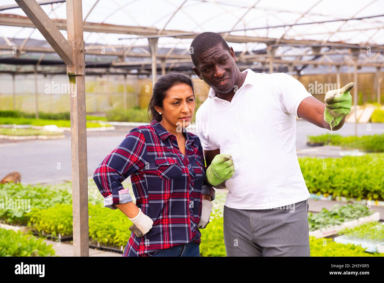 Farm owner gives instructions to the hired worker in greenhouse Stock ...