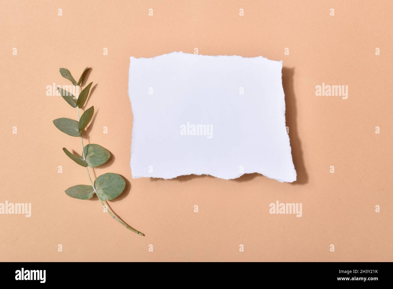 Invitation template with envelopes on a beige background with a branch ...