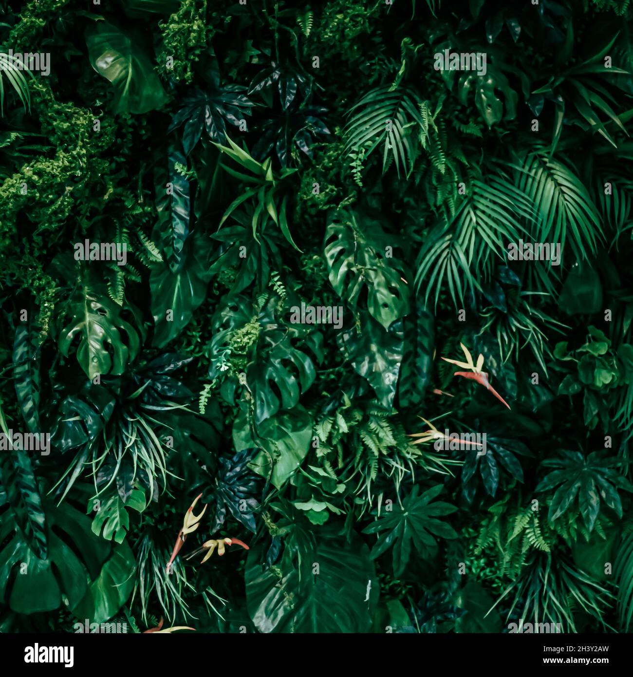 Tropical leaves as nature and environmental background, botanical ...
