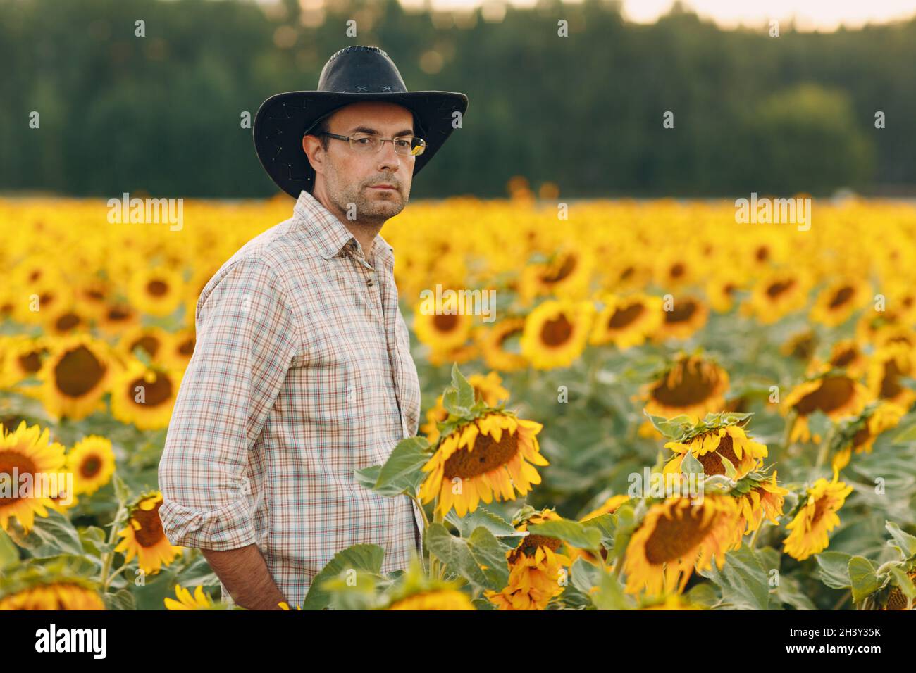 Man farmer standing in a sunflower field Stock Photo - Alamy