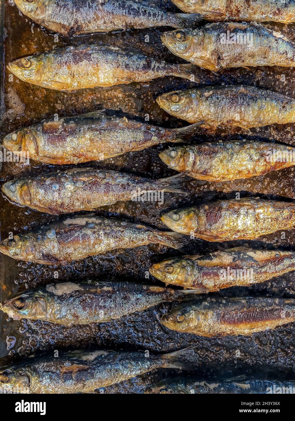 Grilled sardines on a grill plate. Prepared spanish pilchard style ...