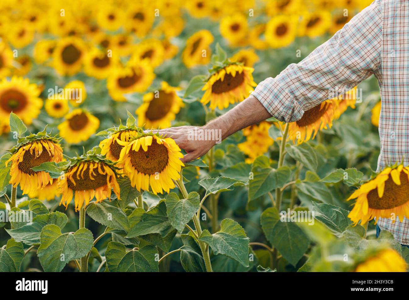 Male in a sunflower field hi-res stock photography and images - Alamy