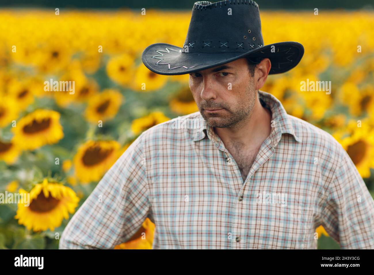 Standing sunflower hi-res stock photography and images - Alamy