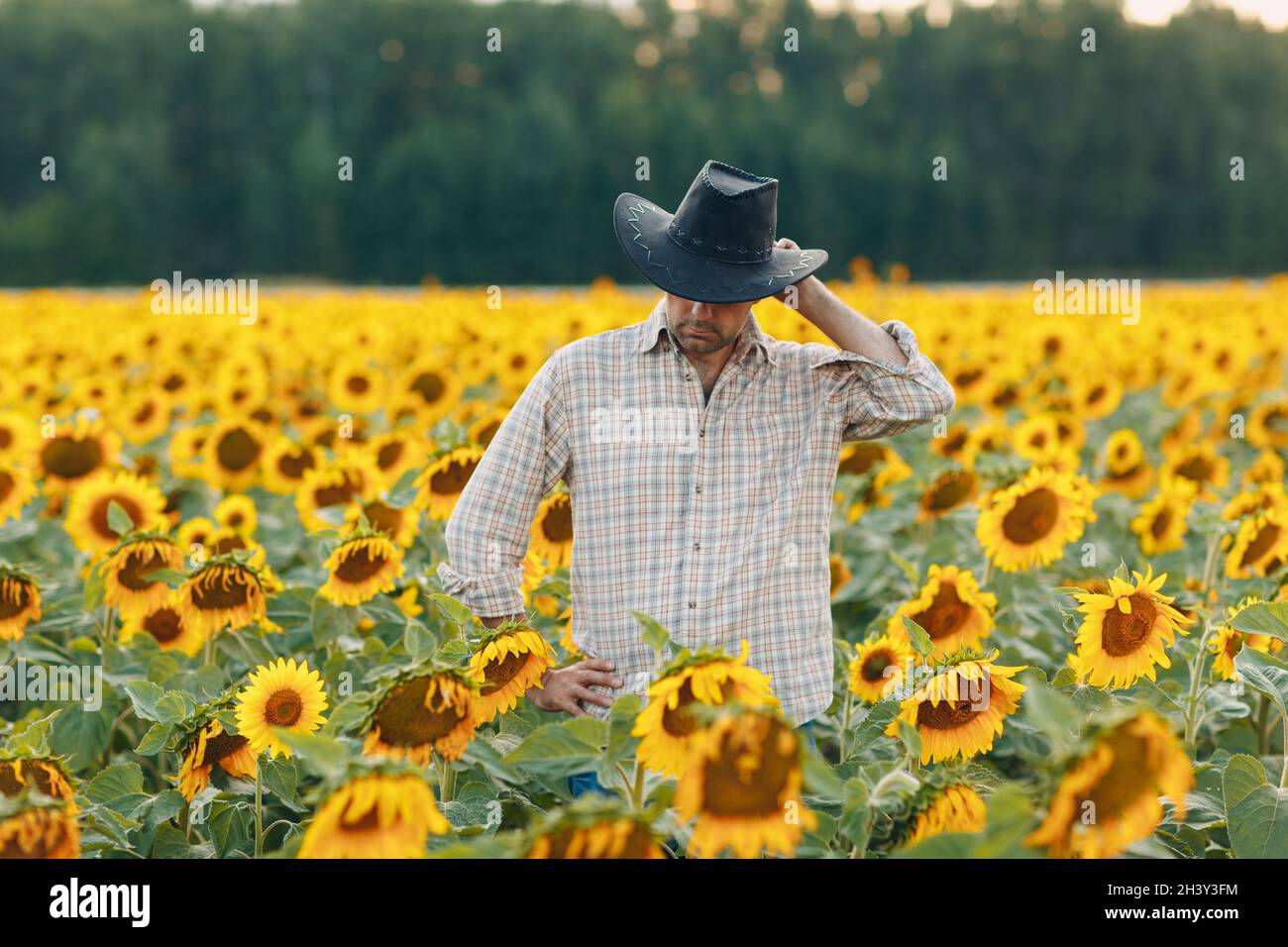 Man farmer standing in a sunflower field Stock Photo - Alamy