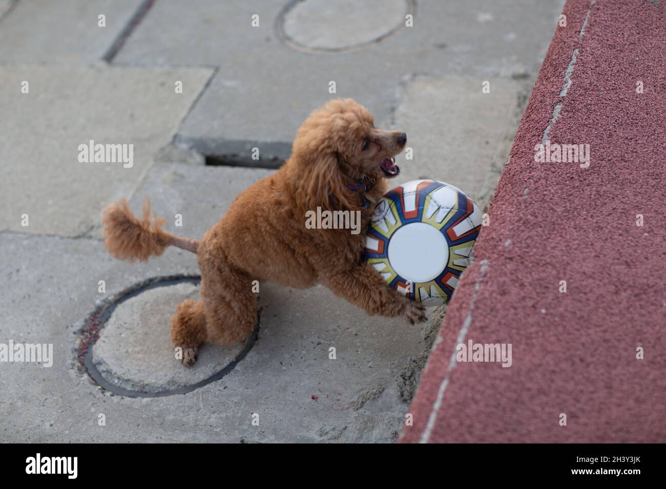 Beautiful white toy poodle hi-res stock photography and images - Alamy