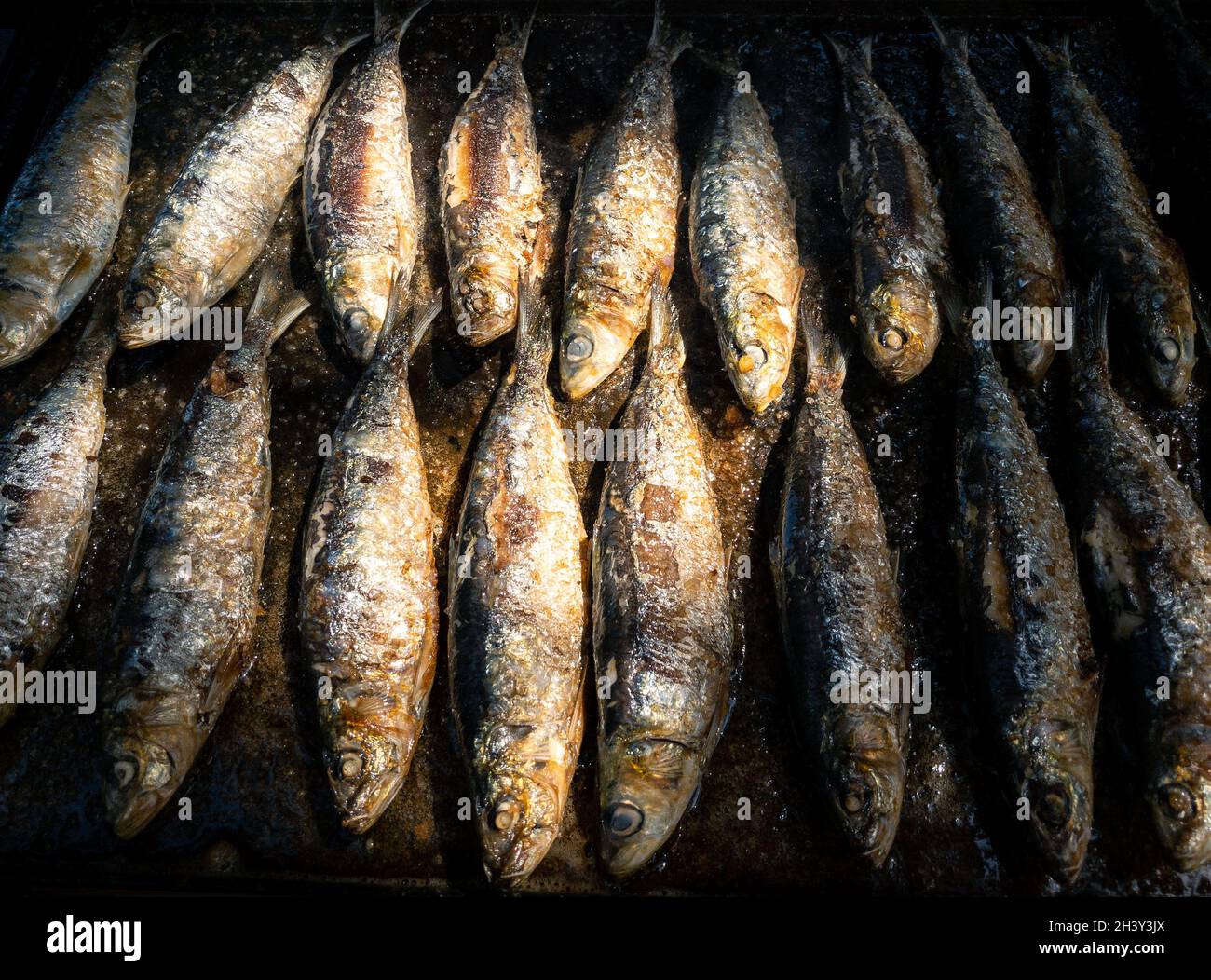 Grilled sardines on a grill plate. Prepared spanish pilchard style ...