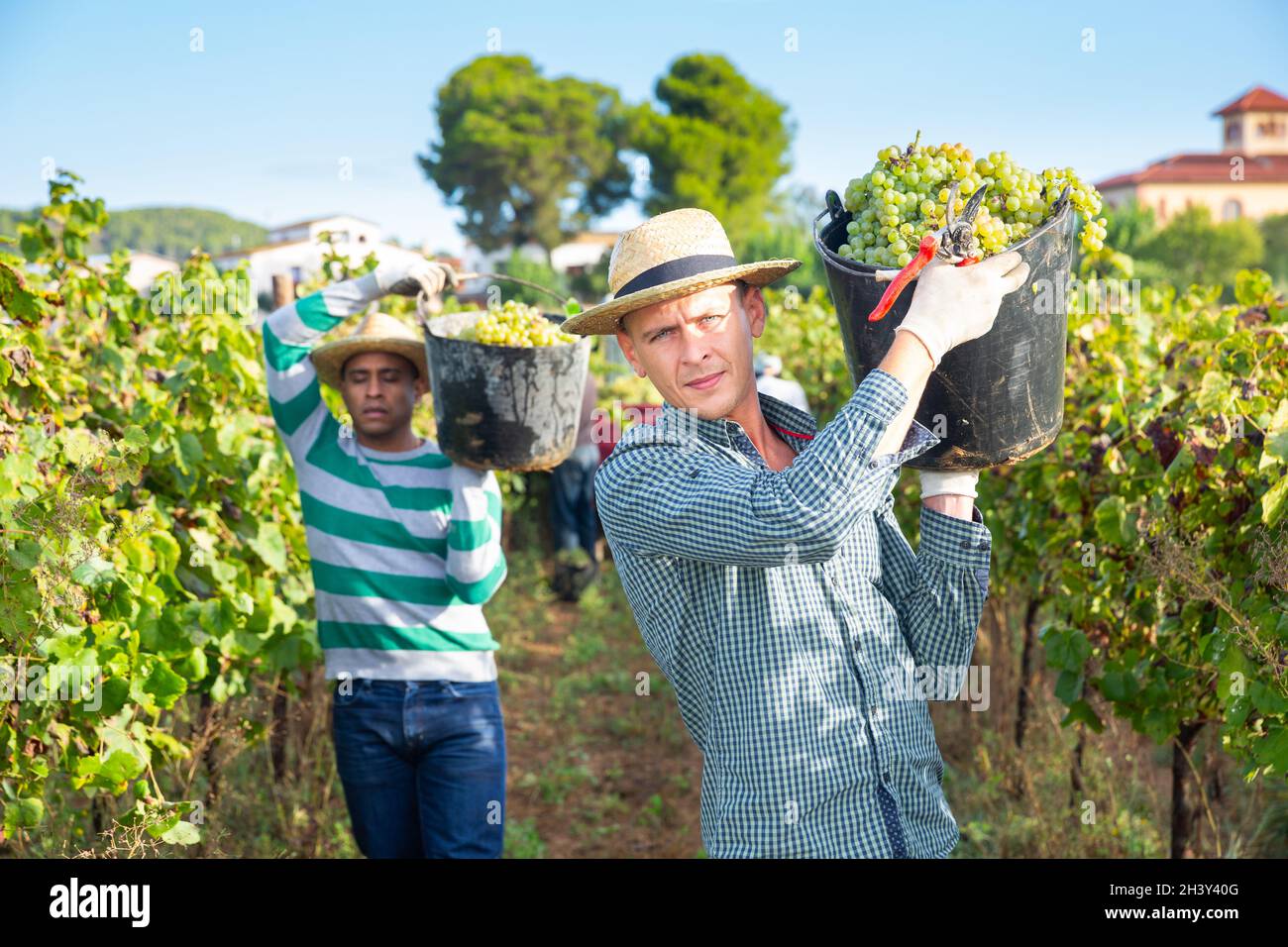 Farmer carrying bucket with freshly picked grapes in vineyard Stock ...