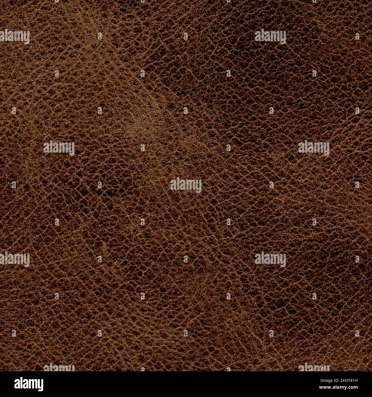 Genuine cowhide texture close up, useful as background for any design ...