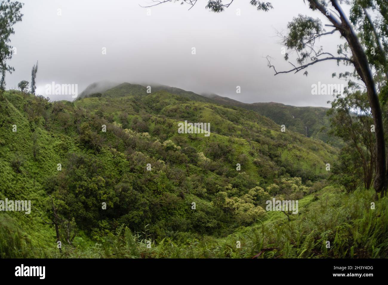 Scenic Makamakaole Falls vista from the Waihee Ridge Trail, Maui ...