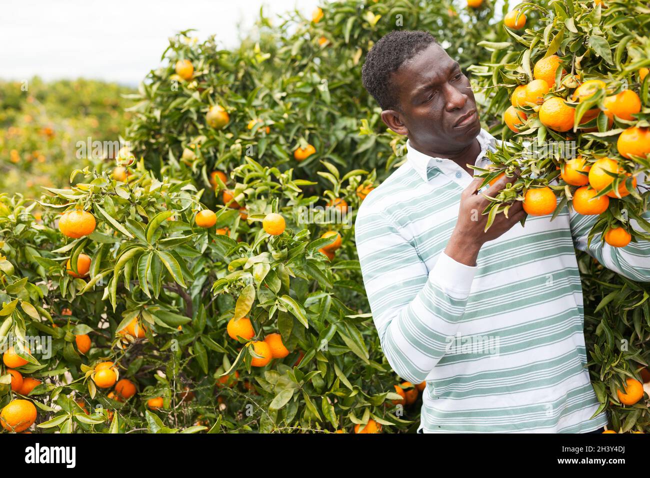 Mandarins and greenery hi-res stock photography and images - Alamy