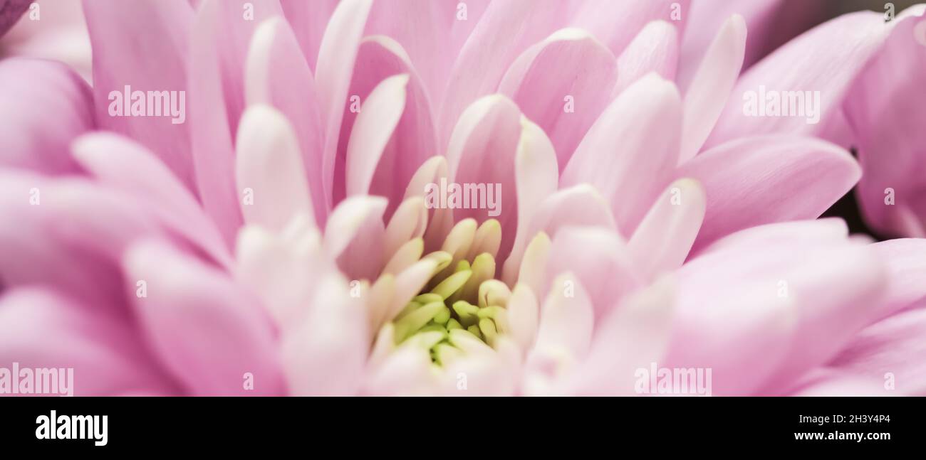 Abstract floral background, pink chrysanthemum flower. Macro flowers ...