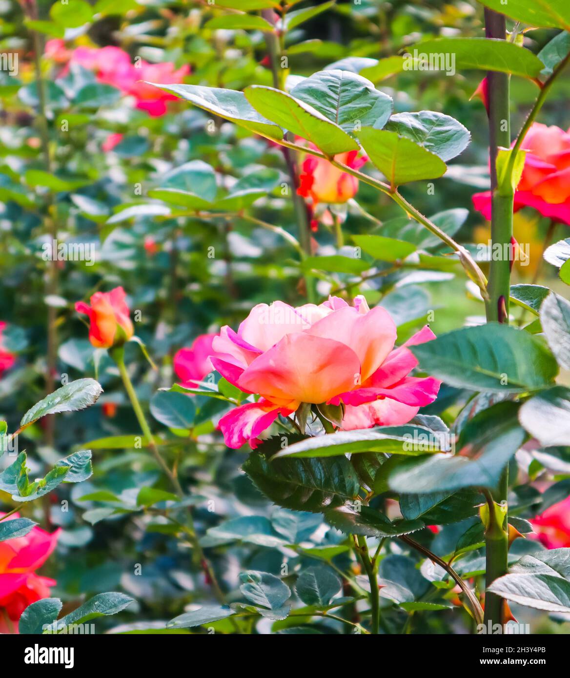 Midsummer bloom hi-res stock photography and images - Alamy