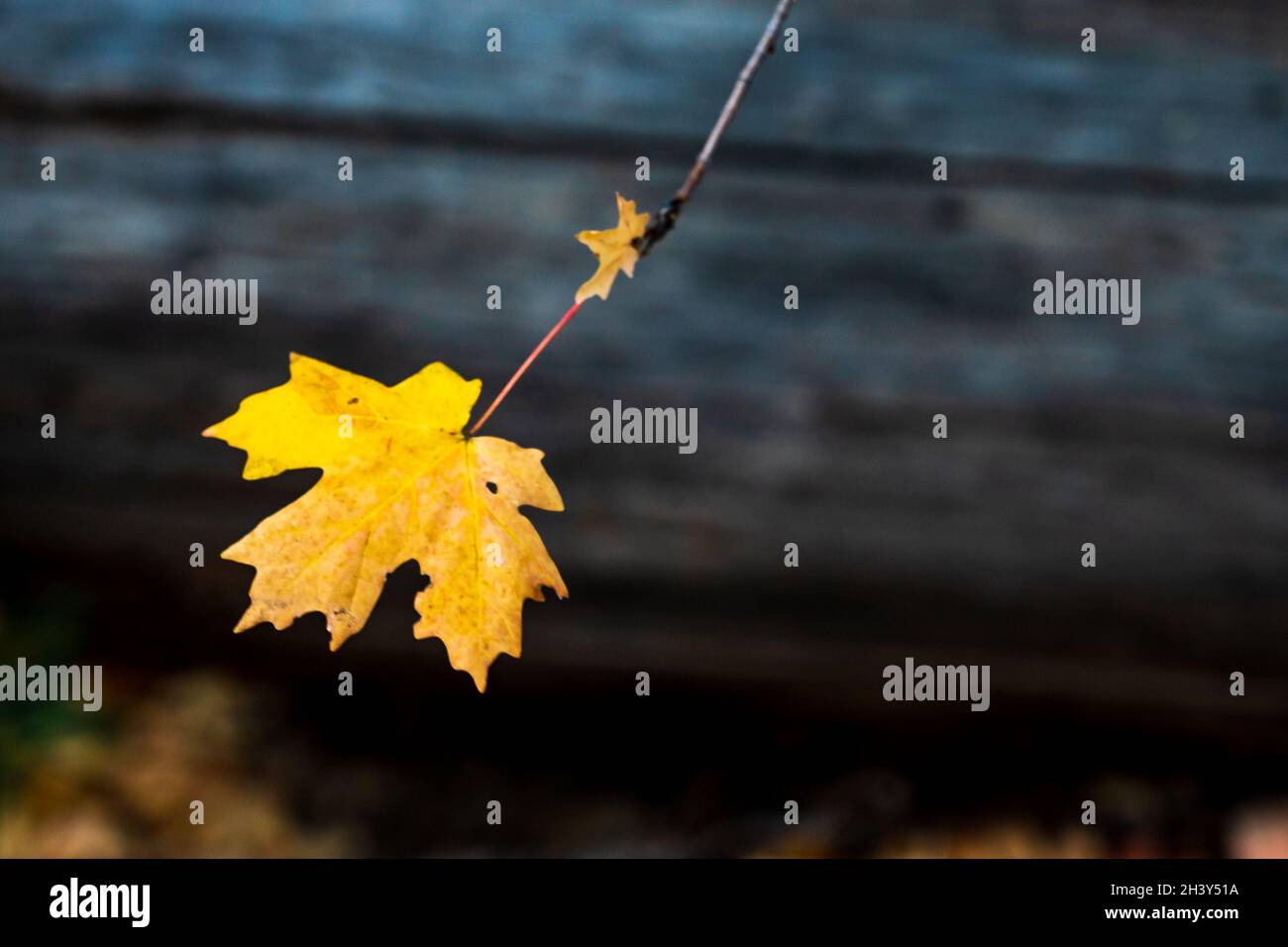 One leaf remaining on branch Stock Photo - Alamy