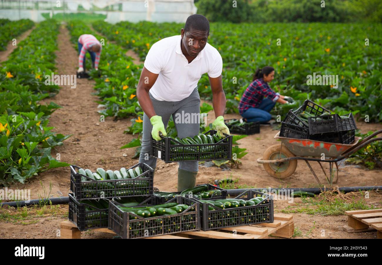 African American stacking boxes with harvested green zucchini Stock ...