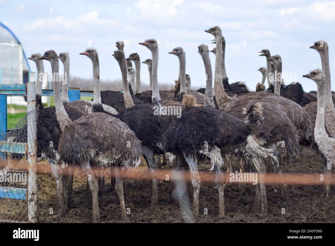 A flock of ostriches on an farm Stock Photo - Alamy
