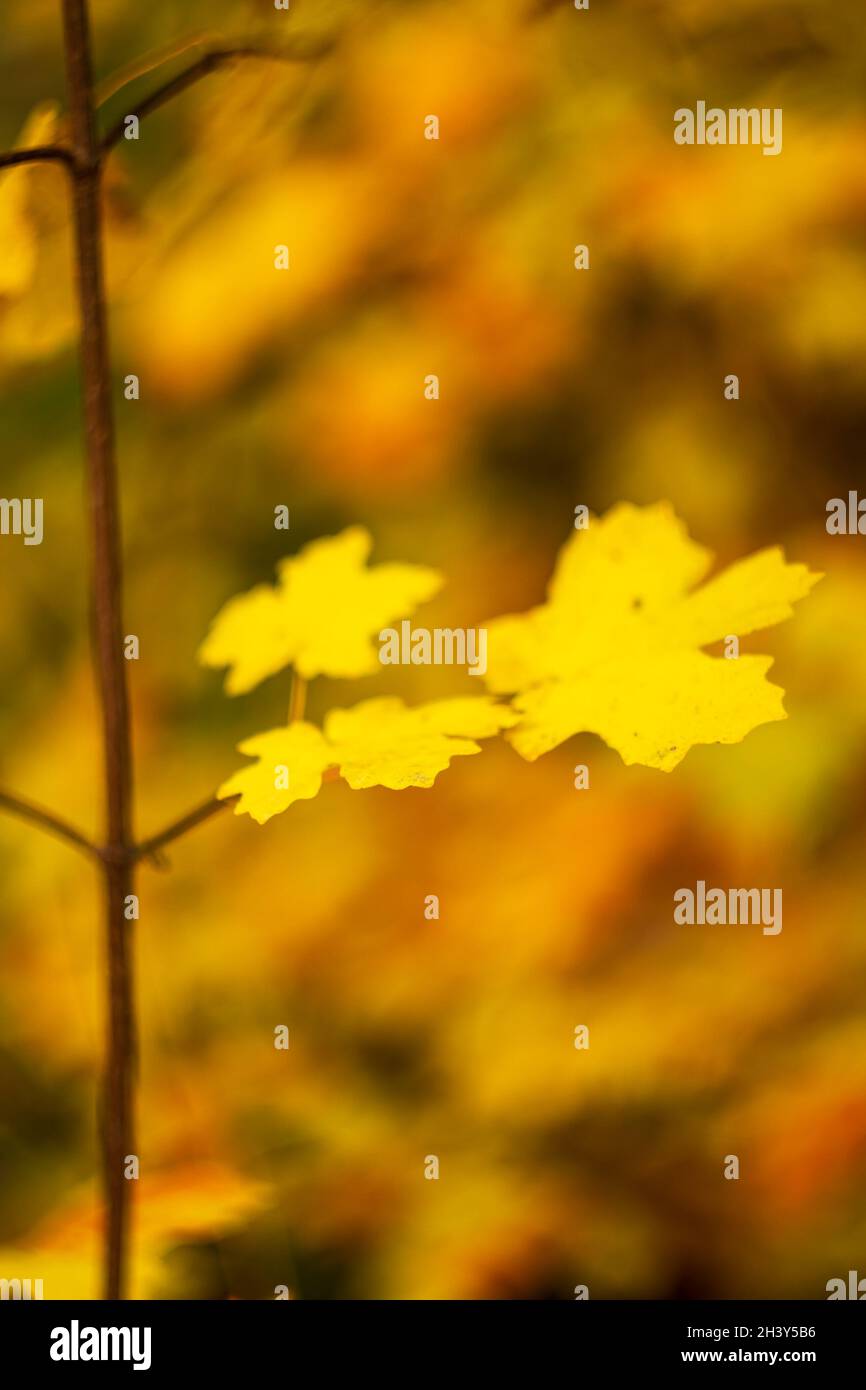 Calm leaves hi-res stock photography and images - Alamy