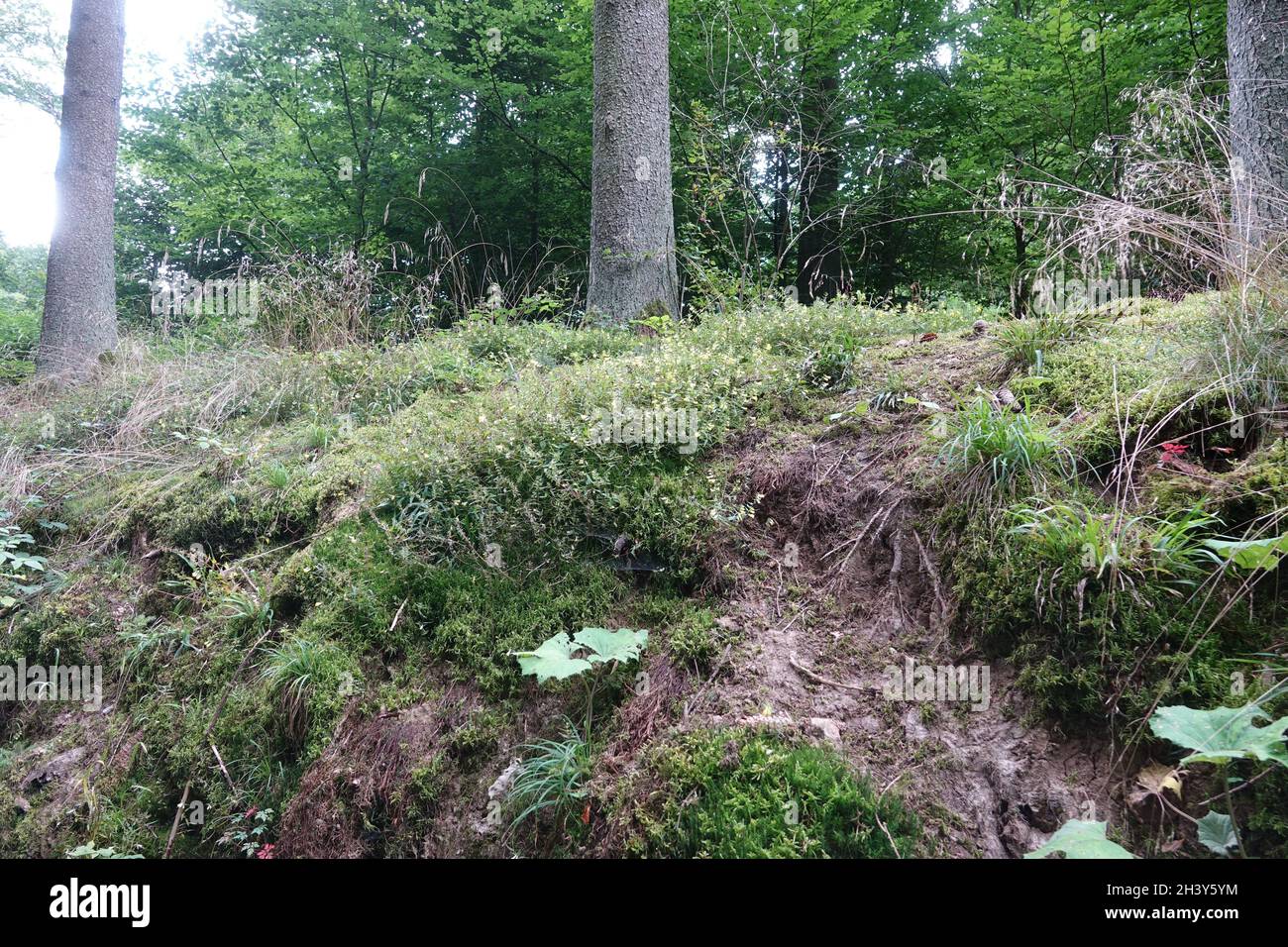 Small cow hi-res stock photography and images - Alamy