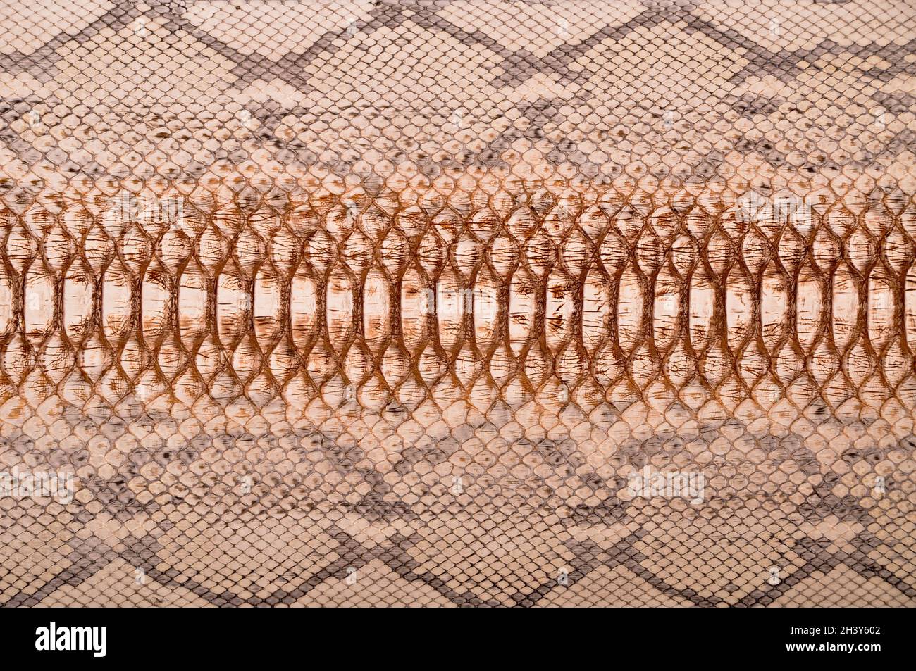 Natural snake skin is used for luxury clothes and accessories, suitable ...