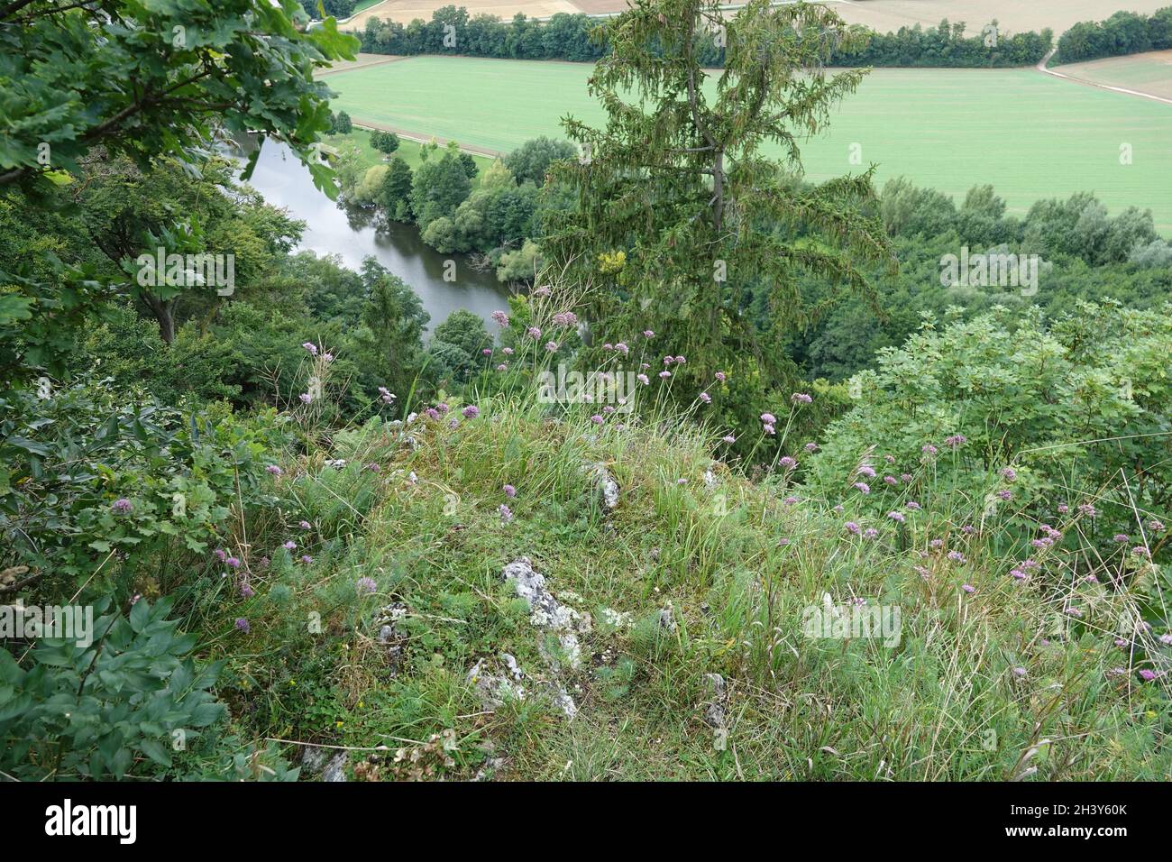 Allium angulosum, mouse garlic Stock Photo - Alamy