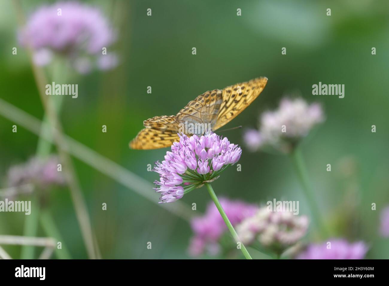 Allium angulosum, mouse garlic Stock Photo - Alamy