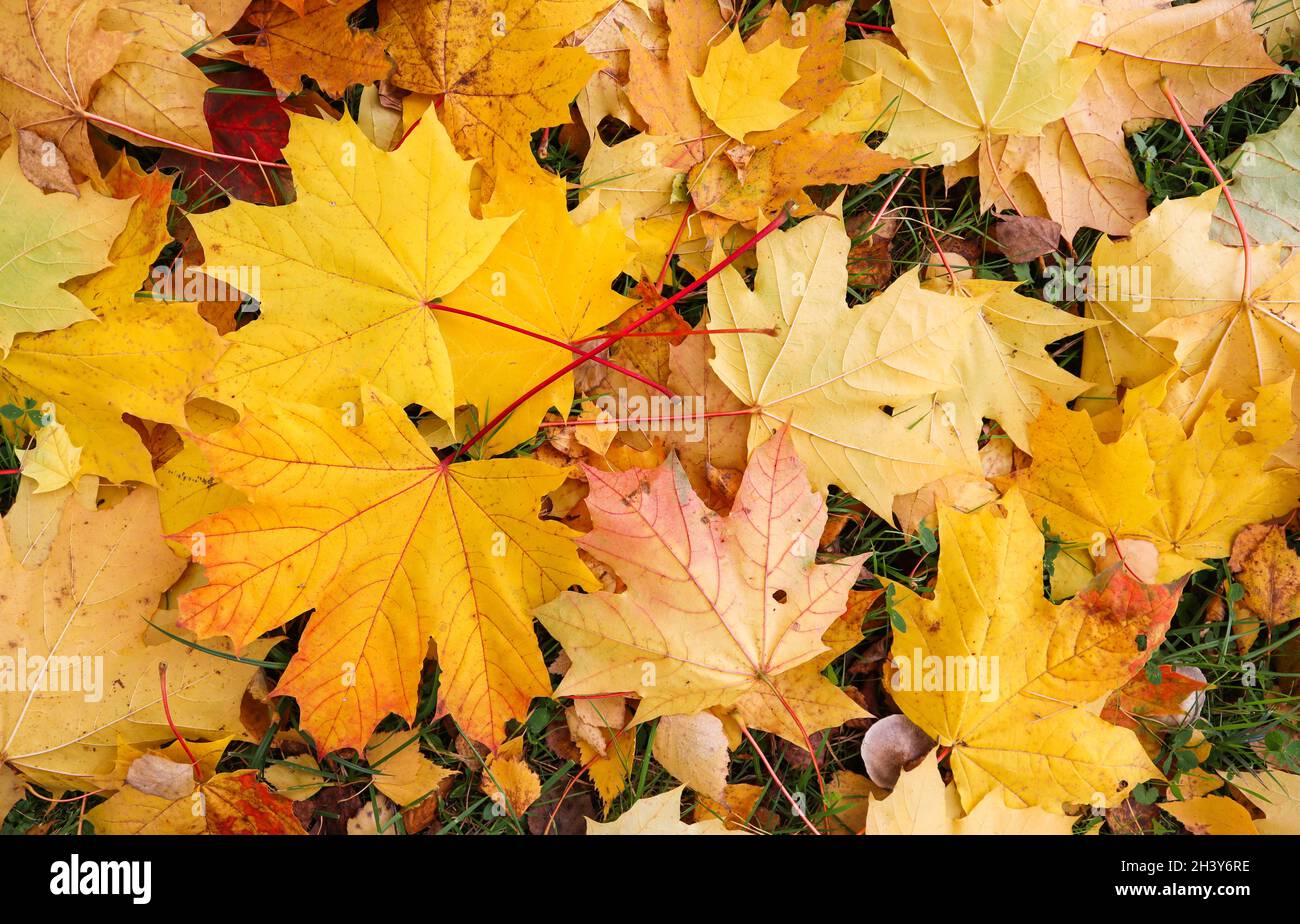 Fallen yellow maple leaves in autumn. Nature background Stock Photo - Alamy