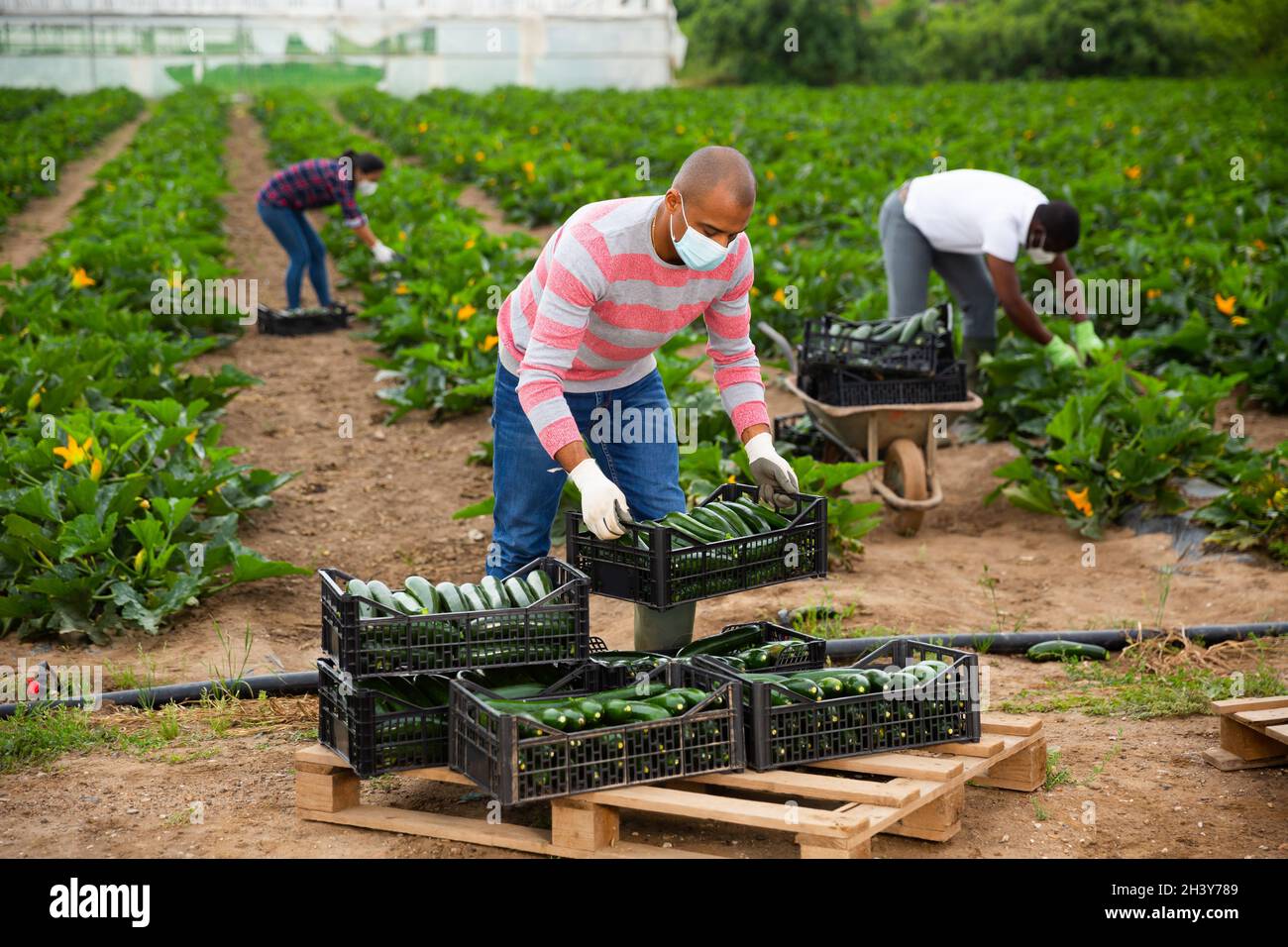 Hispanic man in medical mask stacking boxes with zucchini harvest Stock ...
