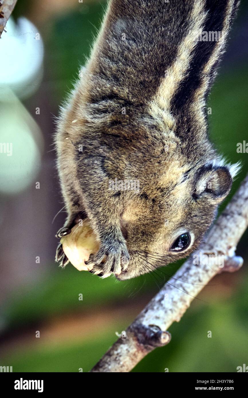 Chinese tree chipmunk (Tamiops swinhoei), Swinhoe chipmunk Stock Photo ...
