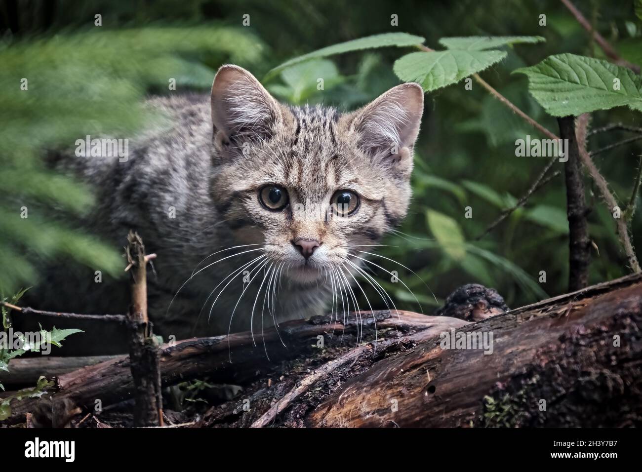 European wildcat or forest cat (Felis silvestris Stock Photo - Alamy
