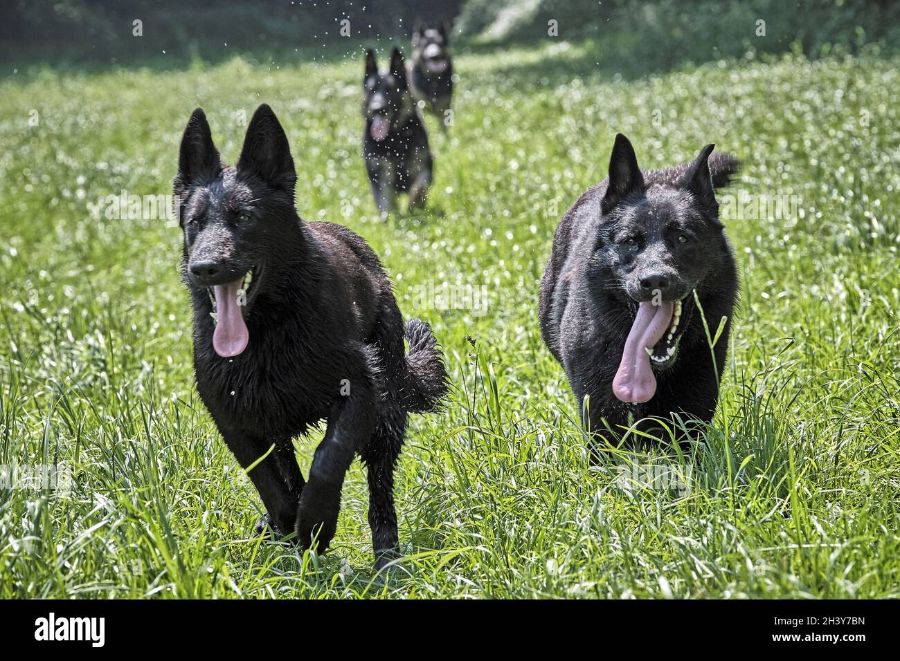 Pack Of German Shepherds