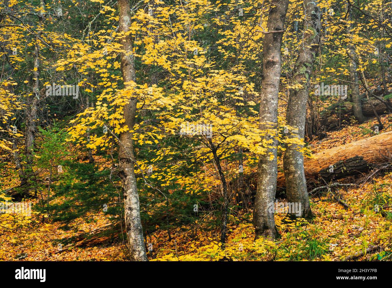 Forest maple hi-res stock photography and images - Alamy
