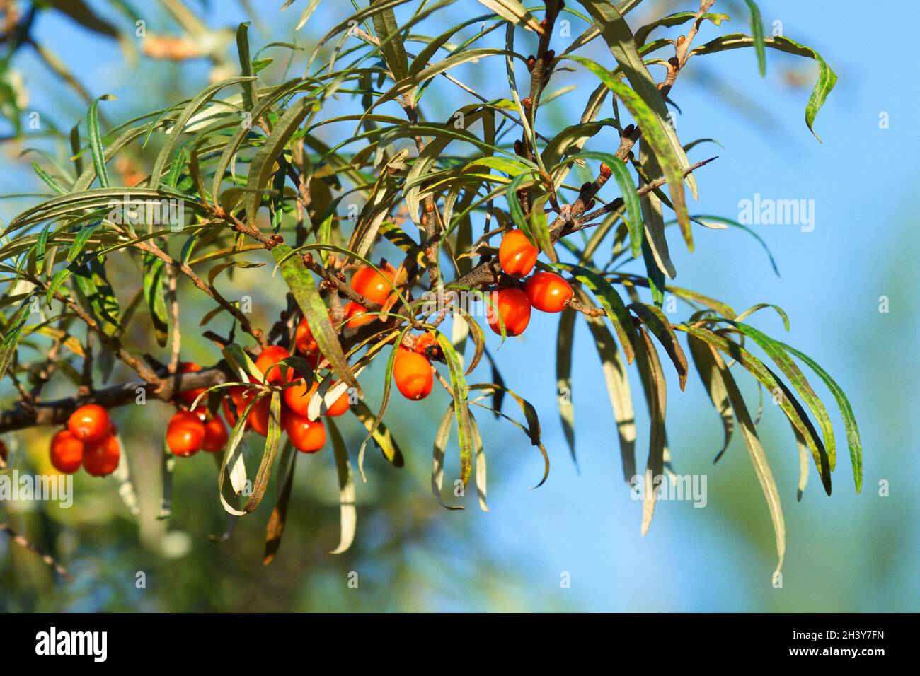 Sea buckthorn fruits Stock Photo - Alamy