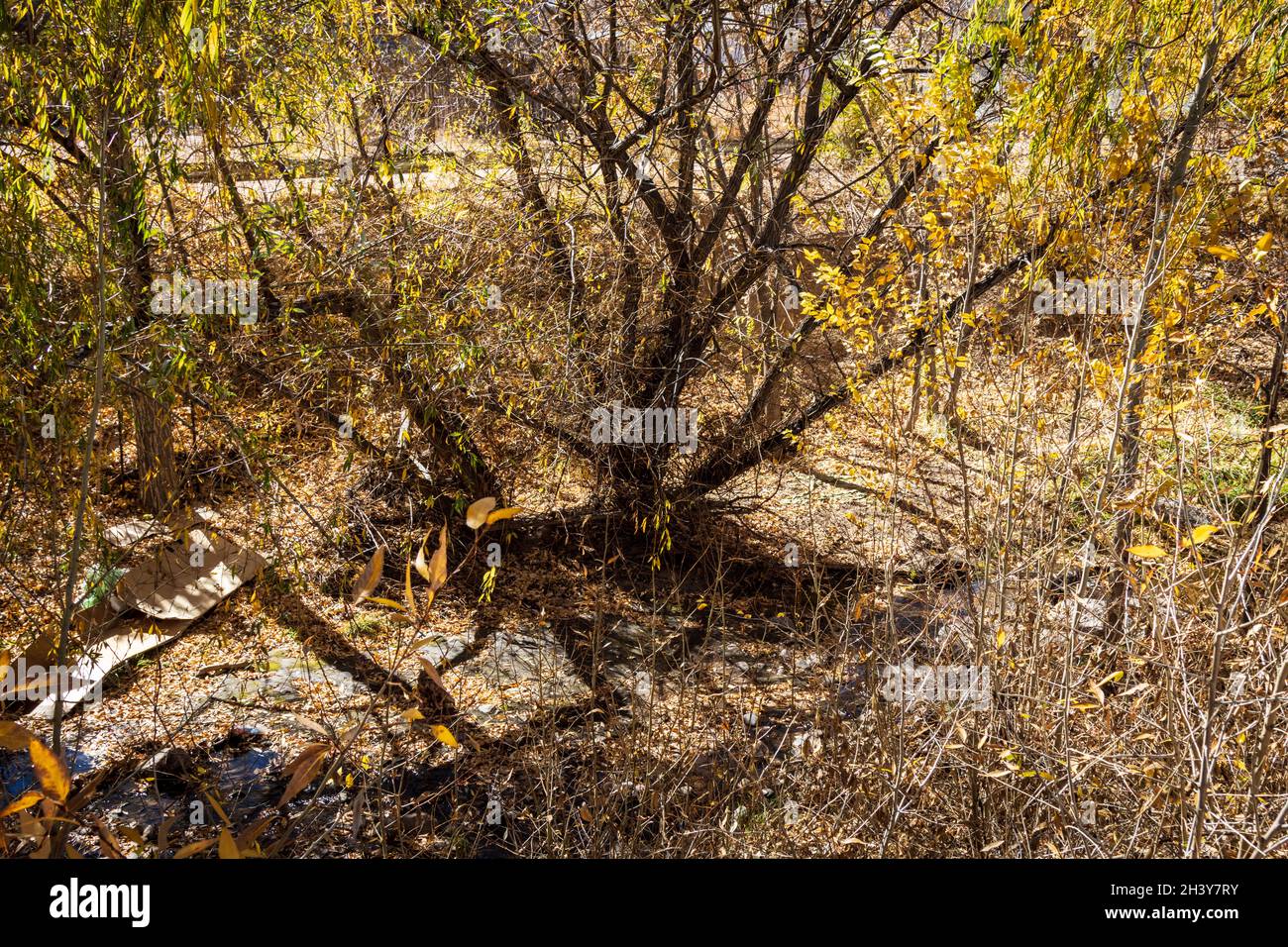 A gold and brown desert scene Stock Photo - Alamy