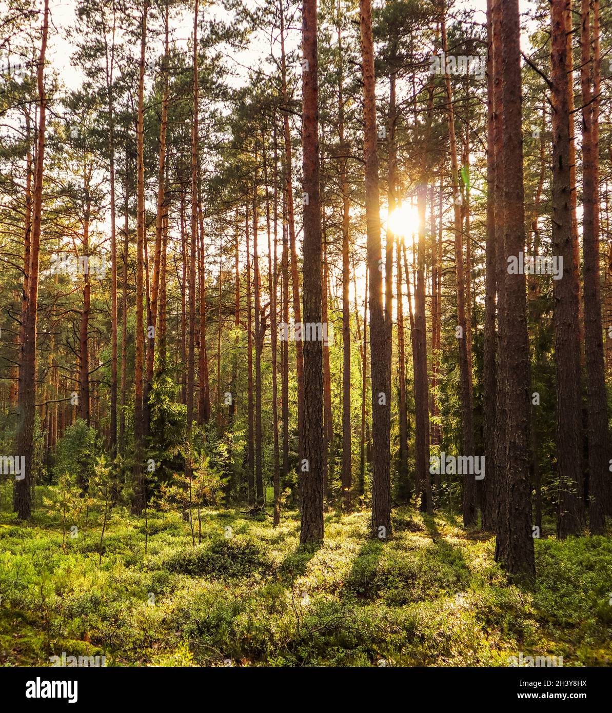 Pine trees and sunset hi-res stock photography and images - Alamy