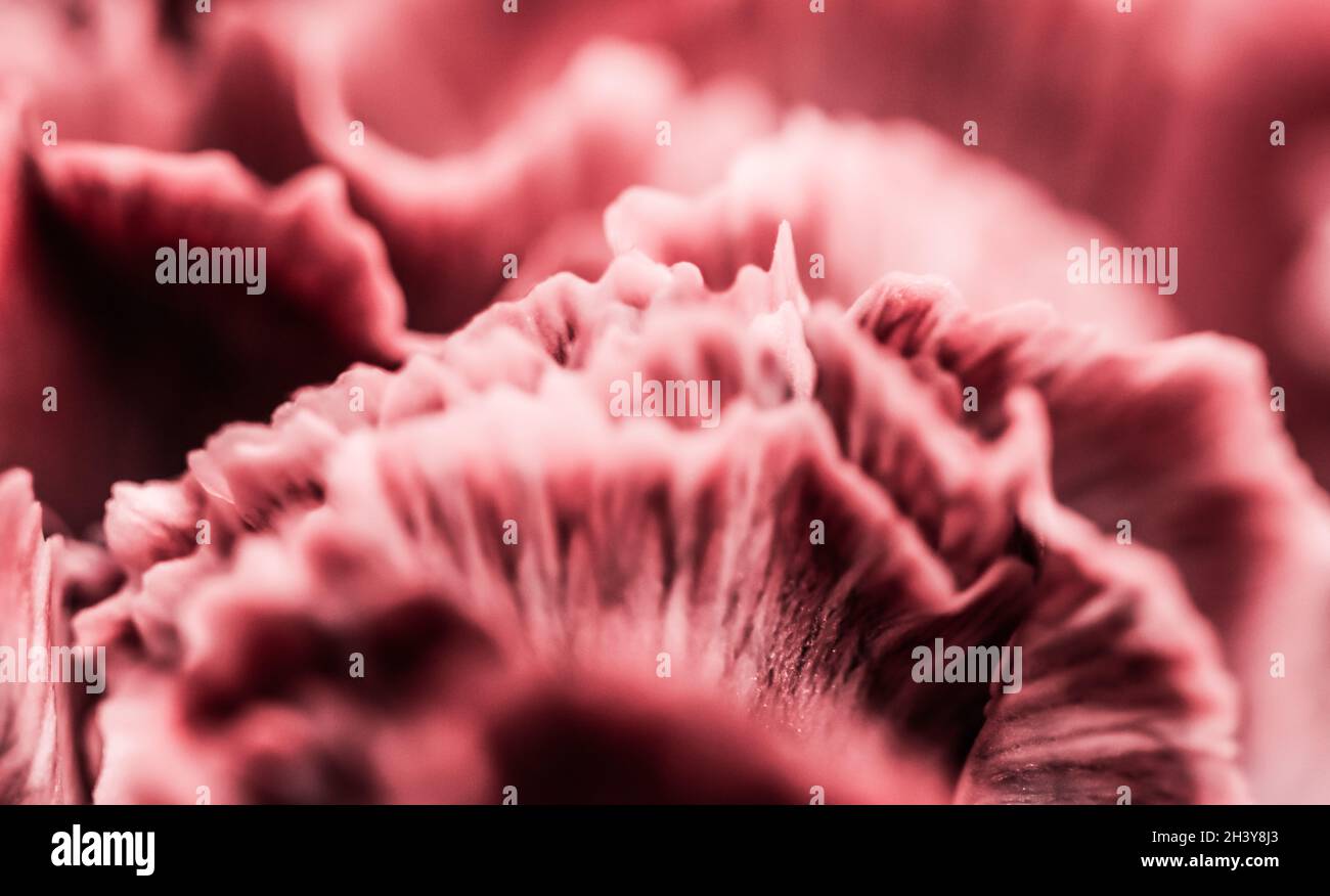 Pink carnation backdrop hi-res stock photography and images - Alamy