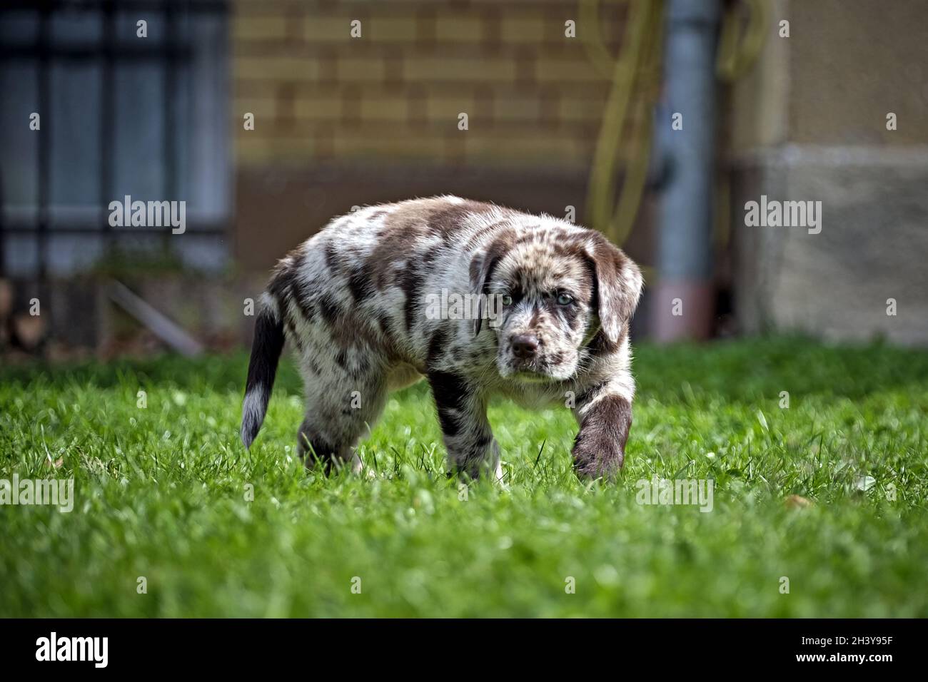 Spotted Labrador Retriever Puppy Stock Photo - Alamy